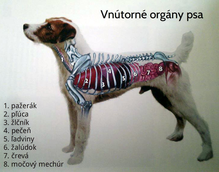 Stavba tela a orgány psa :: Môj Parson Russell Teriér